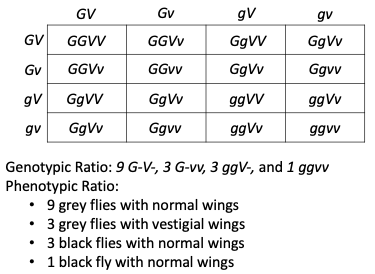In fruit flies, grey color is dominant over black color and normal ...