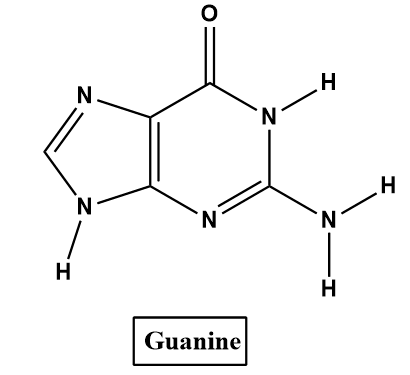 Identify the following base, and tell whether the below base is found ...