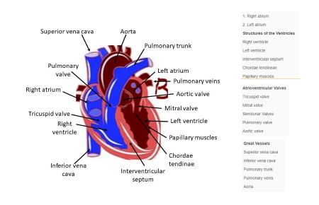 Label the three views of the heart in the figures with the following ...