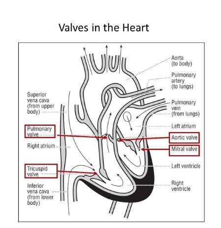 Blood flows from the right atrium through which atrioventricular valve ...