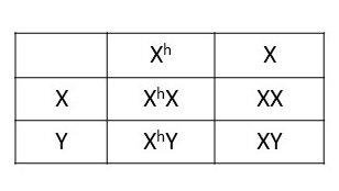 X-Linked Cross Answer the following questions examining the sex-linked ...