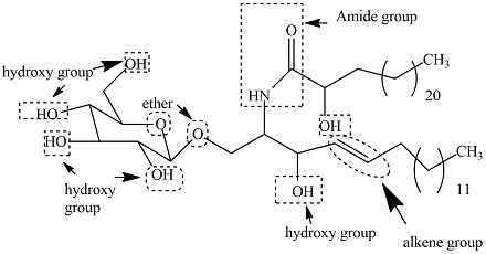 The accumulation of glycolipids called glucocerebrosides in different ...