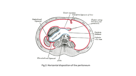 Parietal Peritoneum Frog