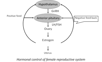 Describe the hormonal regulation in the female reproductive system ...