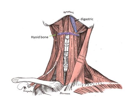 State True or False: The digastric is a muscle that moves the hyoid ...