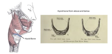 What is the bone at top of the larynx, also connected to the tongue ...
