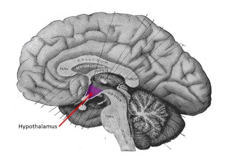 The thirst center is located in the _______. (a) medulla oblongata. (b ...