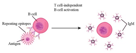 How are thymus-dependent and thymus-independent antigens treated ...