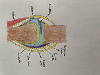 a. Illustrate the structure of a synovial joint and explain the roles ...