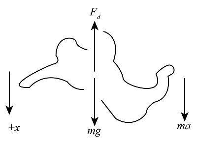 The drag force on a 135 Ib skydiver in the "spread" position can be ...
