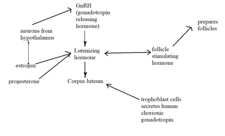 Diagram the HPG axis in the luteal phase of the ovarian cycle. Indicate ...