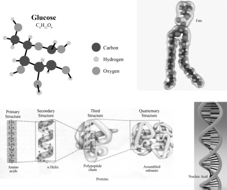 Construct three-dimensional molecular models of examples of ...