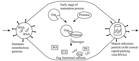 Describe the role of proteases in the infectious cycle of HIV by ...