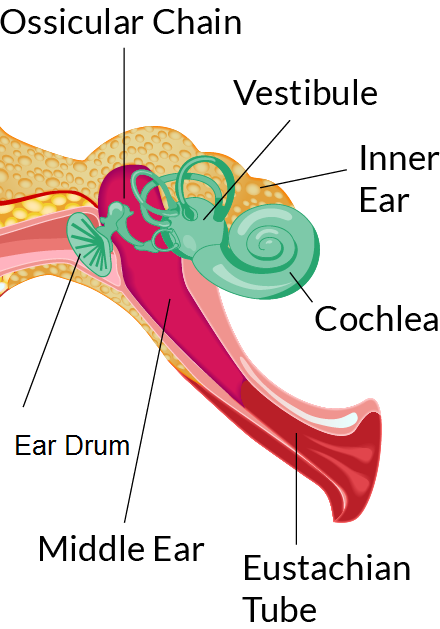 What is the vestibular system? | Homework.Study.com