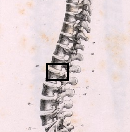 What is the functional classification of the following joints ...