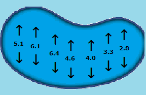 The widths (in meters) of a kidney-shaped swimming pool were measured ...