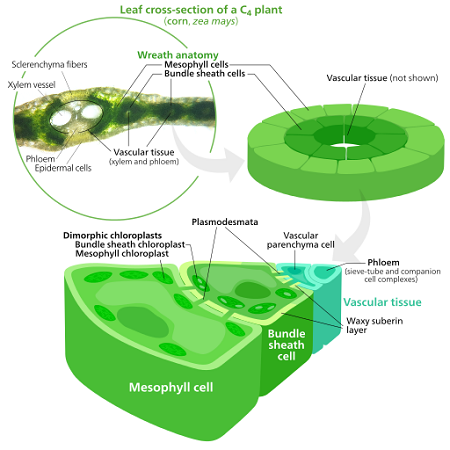 1) Explain in detail how fungi infect and spread through plants. Give ...
