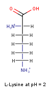 What is the Fischer projection of l-lysine at pH2? | Homework.Study.com