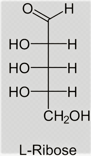 L Aldopentose Classes Of Monosaccharides L Aldopentose Classes Of Monosaccharides