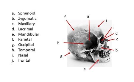 Where are these parts found? Locate in the skull diagram below ...