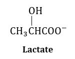 Lactate, a product of glucose catabolism in oxygen-starved muscles, can ...