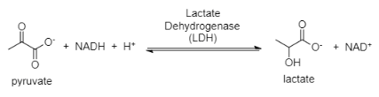Assayed for LDH activity was 5 ?l of a sample that was diluted by 1/6 ...