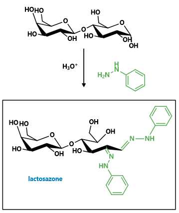 Draw the product of the reaction of lactose in phenylhydrazine in HCl ...