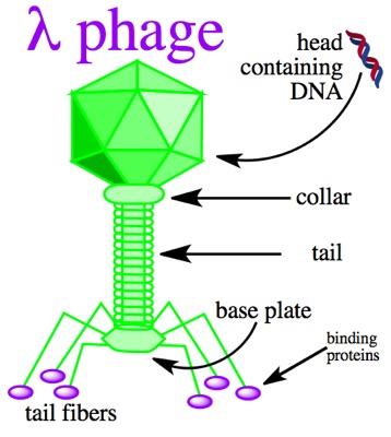 Explain the regulation of gene expression in the lytic and lysogenic pathway of bacteriaophage ...