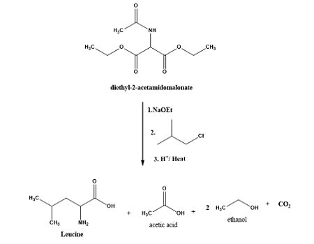 What alkyl halides would you use to prepare the following alpha-amino ...