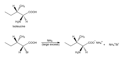 What alpha-halo carbonyl compound is needed to synthesize each amino ...