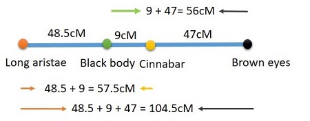 In Drosophila, the gene "long aristae" is 57.5 units from "cinnabar ...