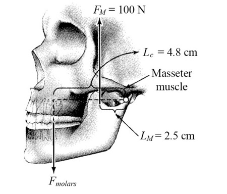 The masseter muscle attaches on each side of the lower jaw and is ...