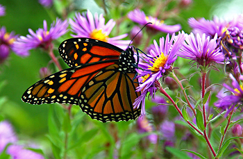 What is the state insect of Minnesota? | Homework.Study.com