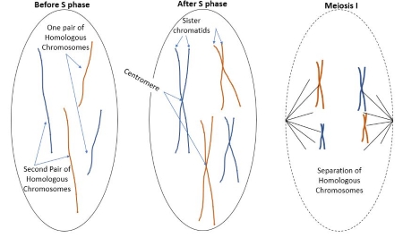 E Number Of Chromosomes Meiosis