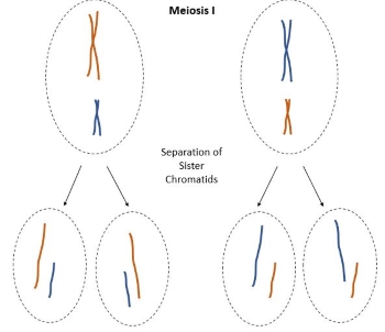 E Number Of Chromosomes Meiosis