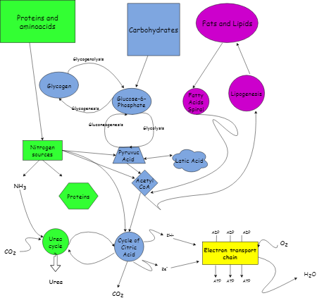 What are the complete steps of metabolism? | Homework.Study.com