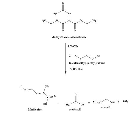 What alkyl halides would you use to prepare the following alpha-amino ...