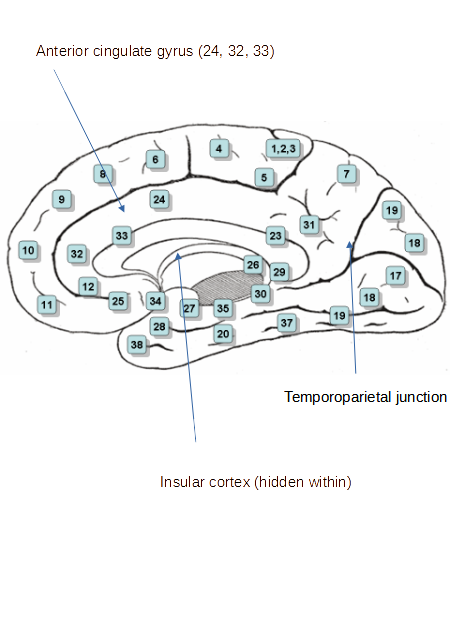 Describe the process that happens in the brain through a consistent ...