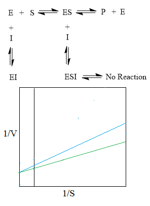 Describe the different types of inhibition. Write equations for the ...