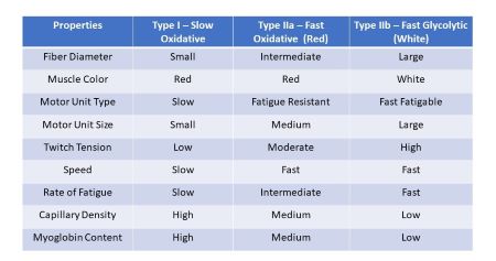 What Are The Two General Types Of Fibers - Infoupdate.org