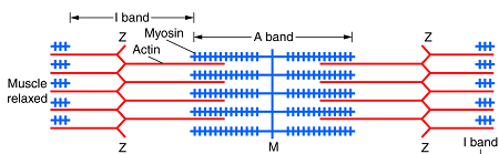 Is it true that a transverse section across the A-band to one side of ...