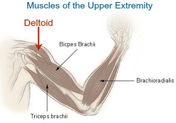 Where are the deltoids? | Homework.Study.com