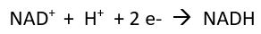 How does NAD+ (NADH) function in cellular respiration? | Homework.Study.com