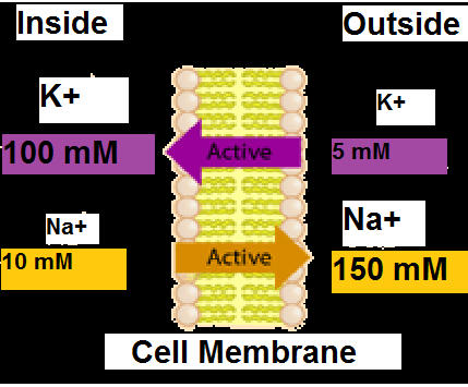 How does the sodium-potassium pump work? | Homework.Study.com