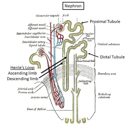 The ascending limb of the loop of Henle feeds into the: A) proximal ...