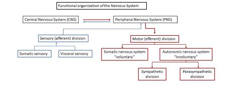Autonomic Nervous System Divisions The Parasympathetic Nervous System
