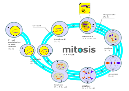 Diagram the mitosis process for a diploid cell, 2n=4. | Homework.Study.com