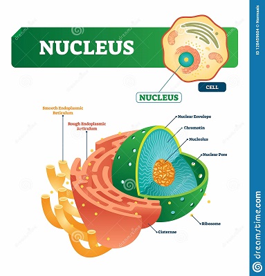 Who discovered nucleus in 1831? | Homework.Study.com