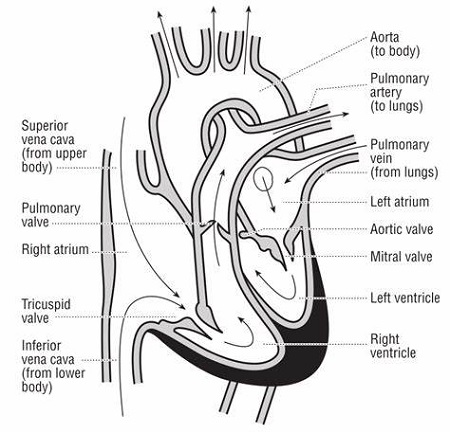 Explain briefly the cardiac physiology and how valves work during the ...