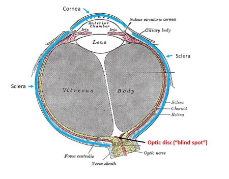 Fovea Centralis Eye Model